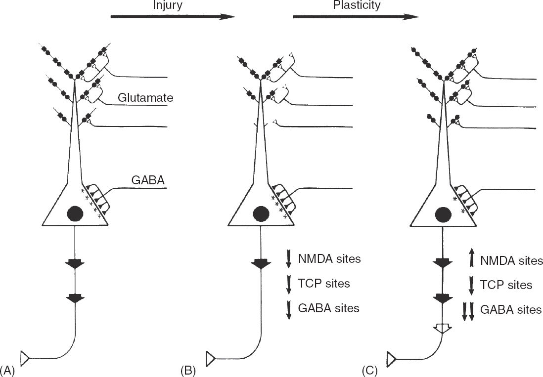 Epilepsy Febrile Seizure Plus (GEFS+)Douglas R. Nordli, Jr. and John M ...