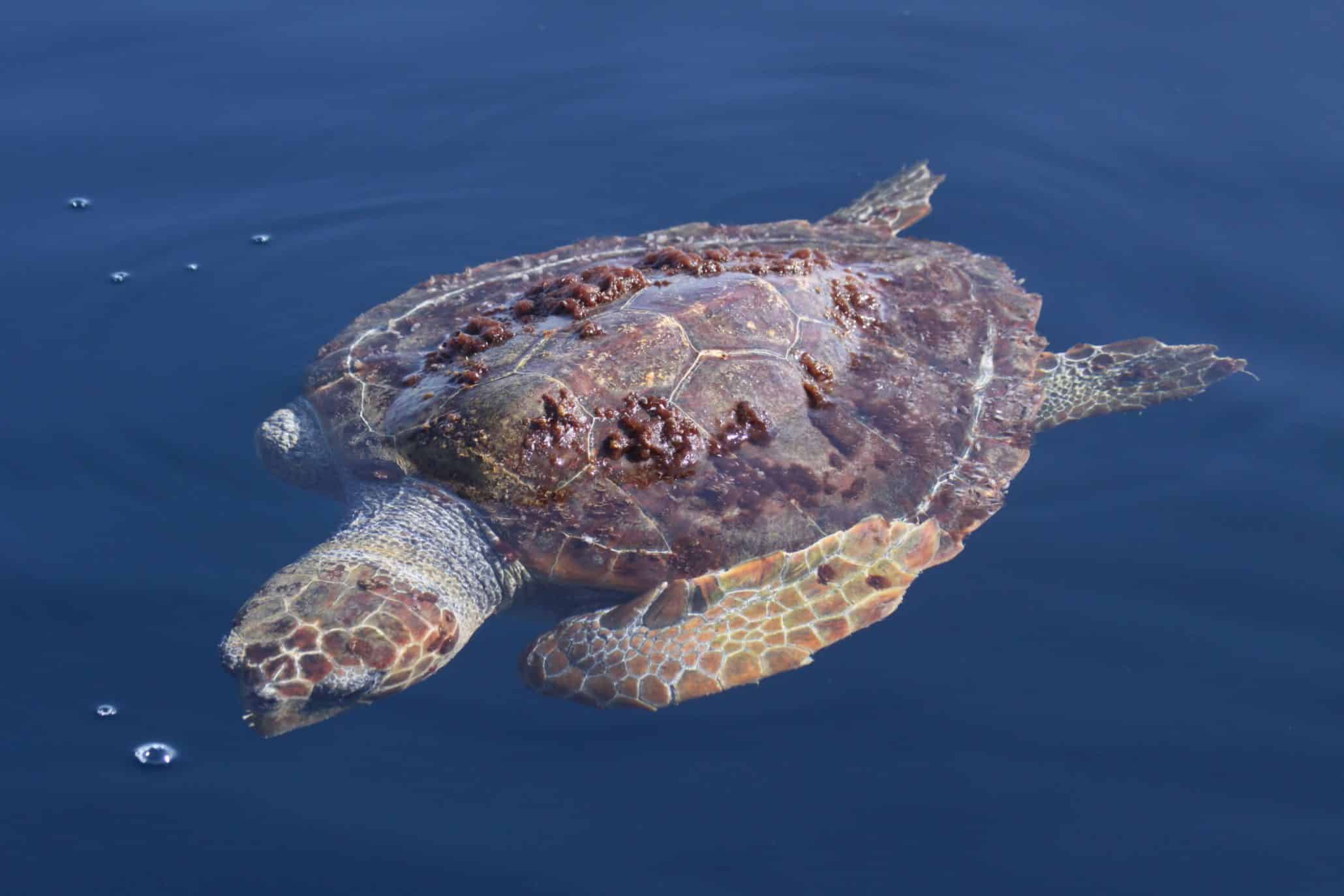 Portugal - Dive Azores - Conservation Diver