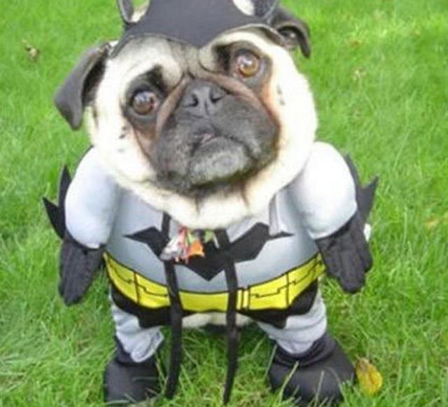 Las mascotas más divertidas • Consola y Tablero