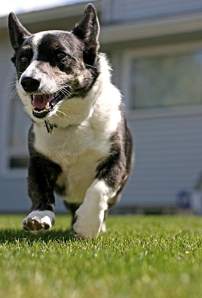 How to stop my Corgi from barking so much - Corgi Guide