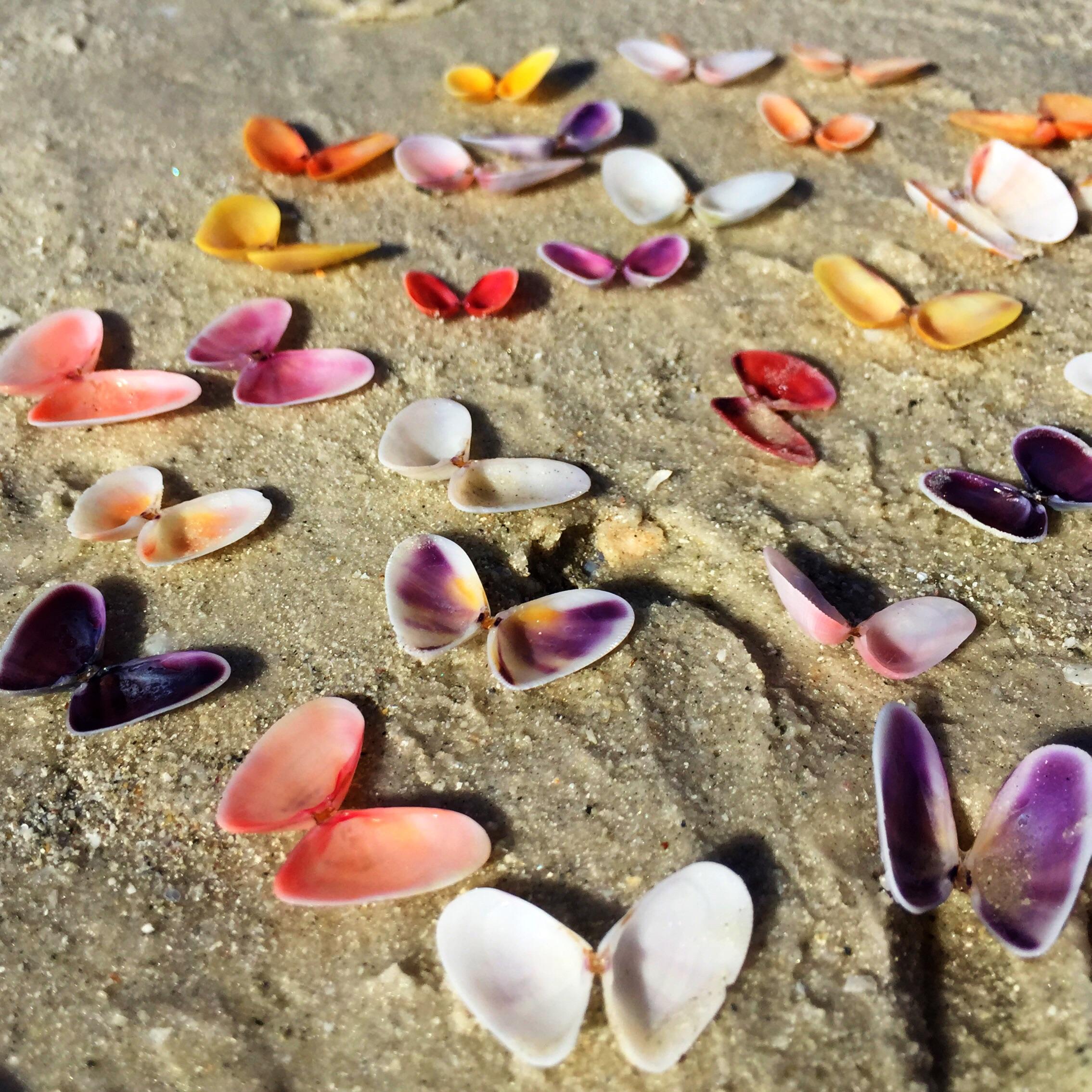 Dec-3633652014-Butterfly-Shells – Christopher P. Long