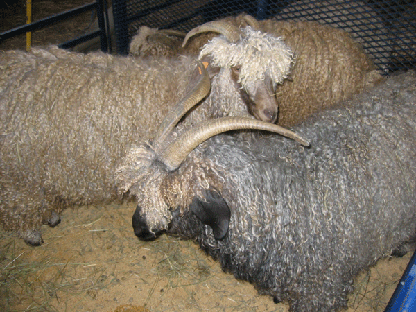 The Crafty Infidel | Just another WordPress.com weblog