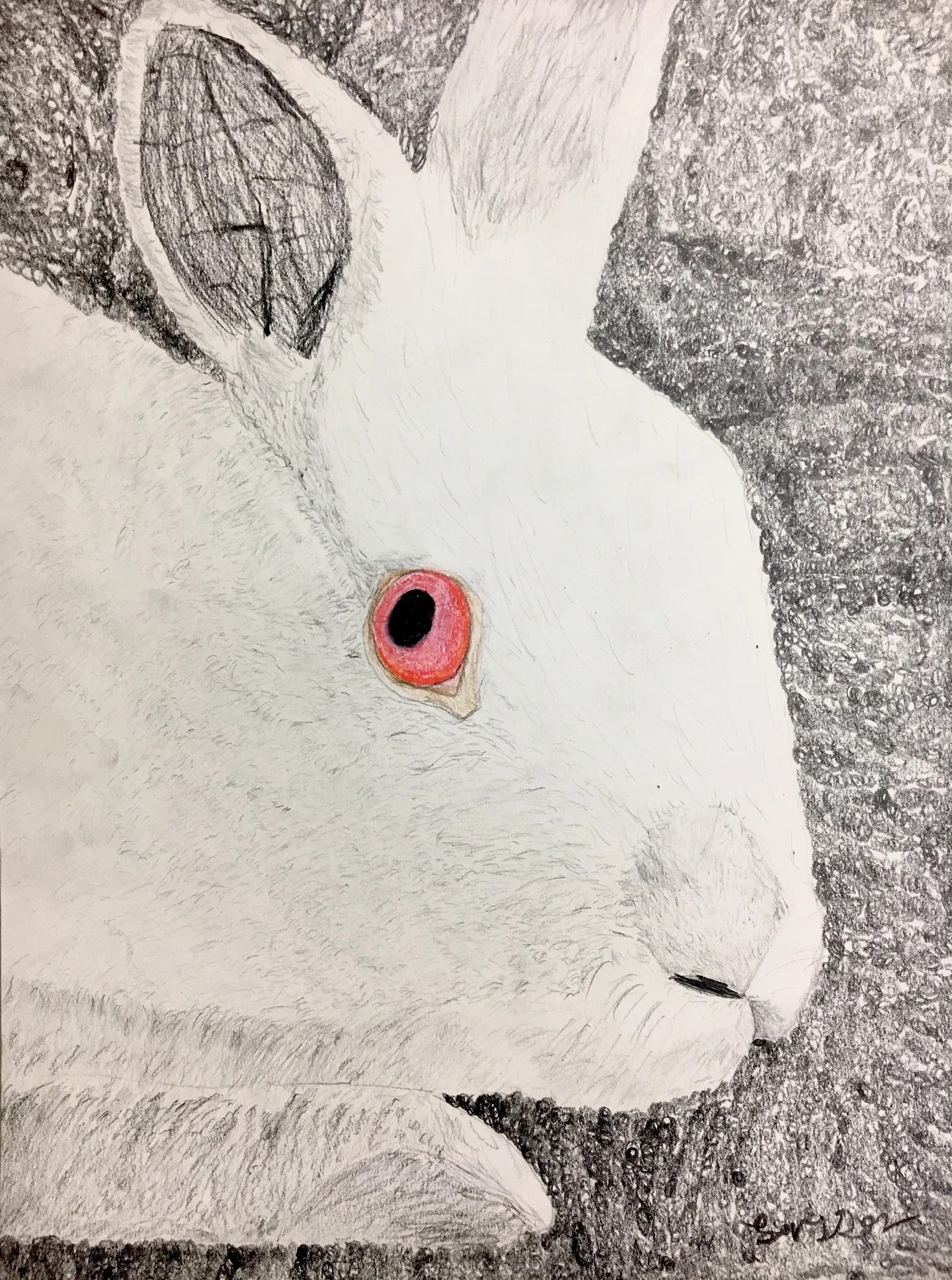 Emphasis Animal Eyes Graphite and Colored Pencil Drawing - Create Art ...