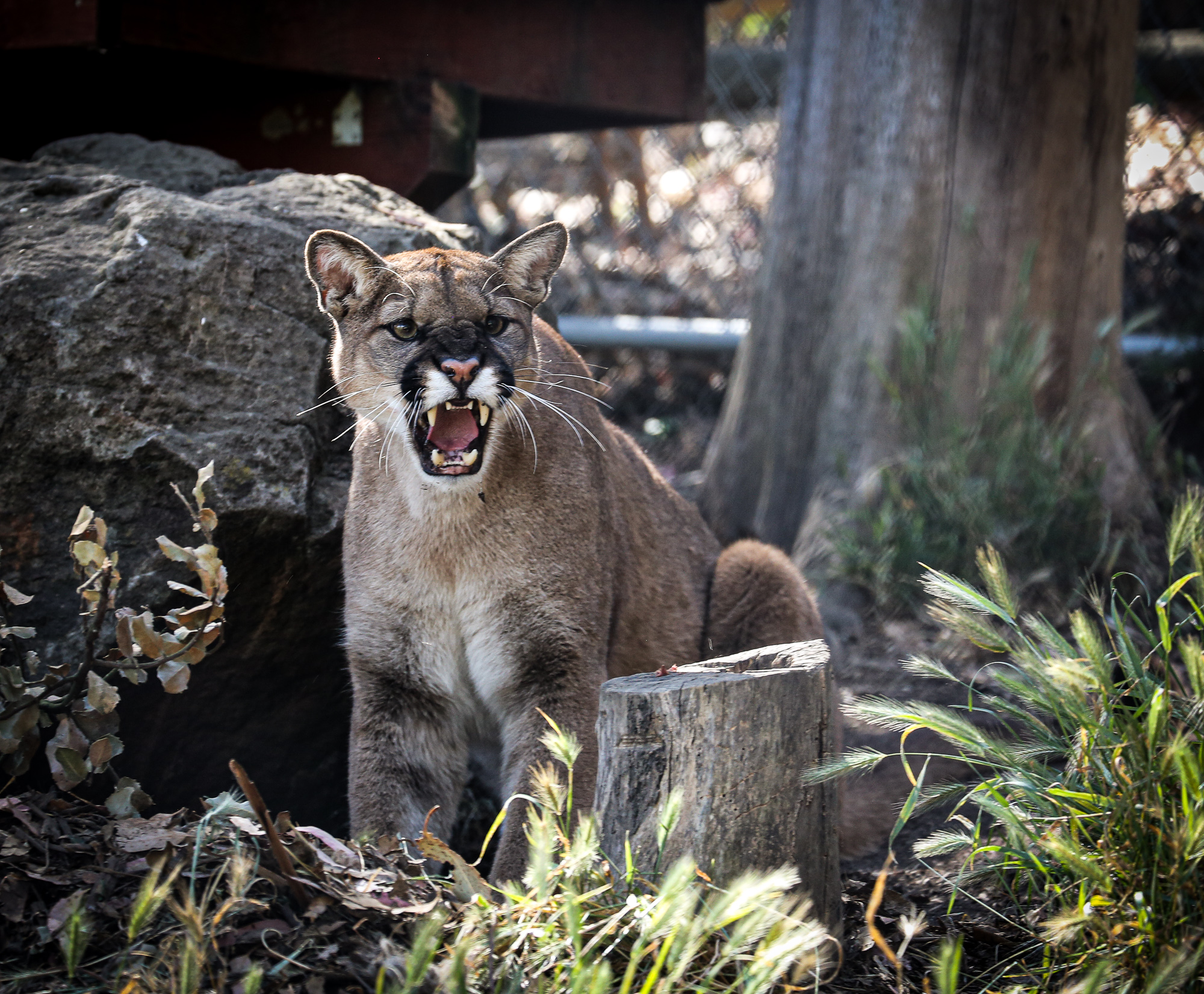 Tangella visits… | Creature Features