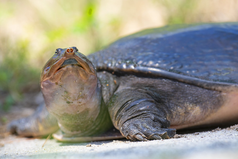 Wildlife Alert: some Freshwater Turtles face spreading virus » CREW ...