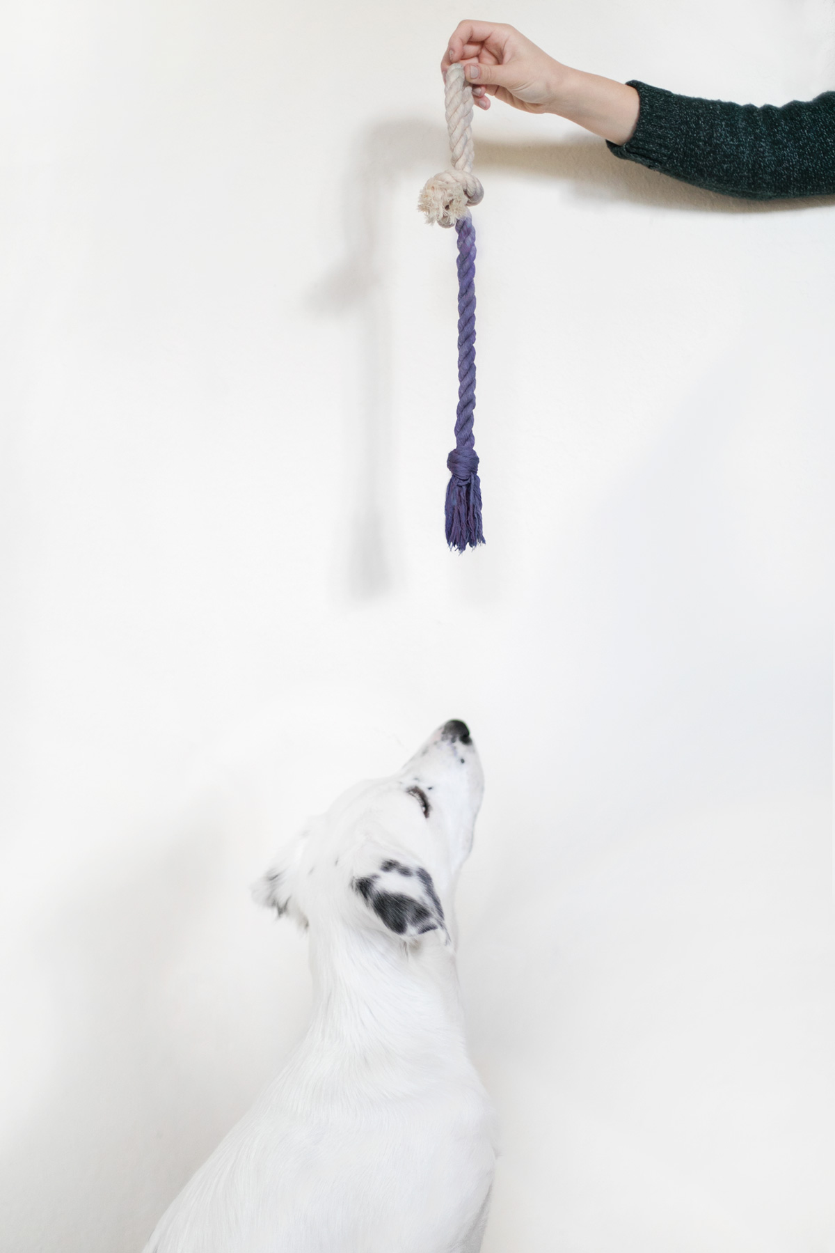 DIY All Natural Rope Toy for your Precious Pup | ctrl + curate