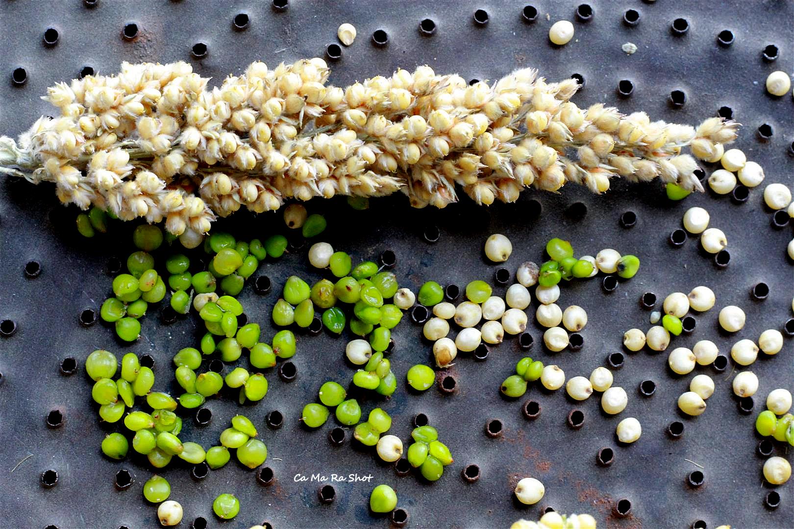 Millets – Demystifying the grain | Currylines – Caroline's