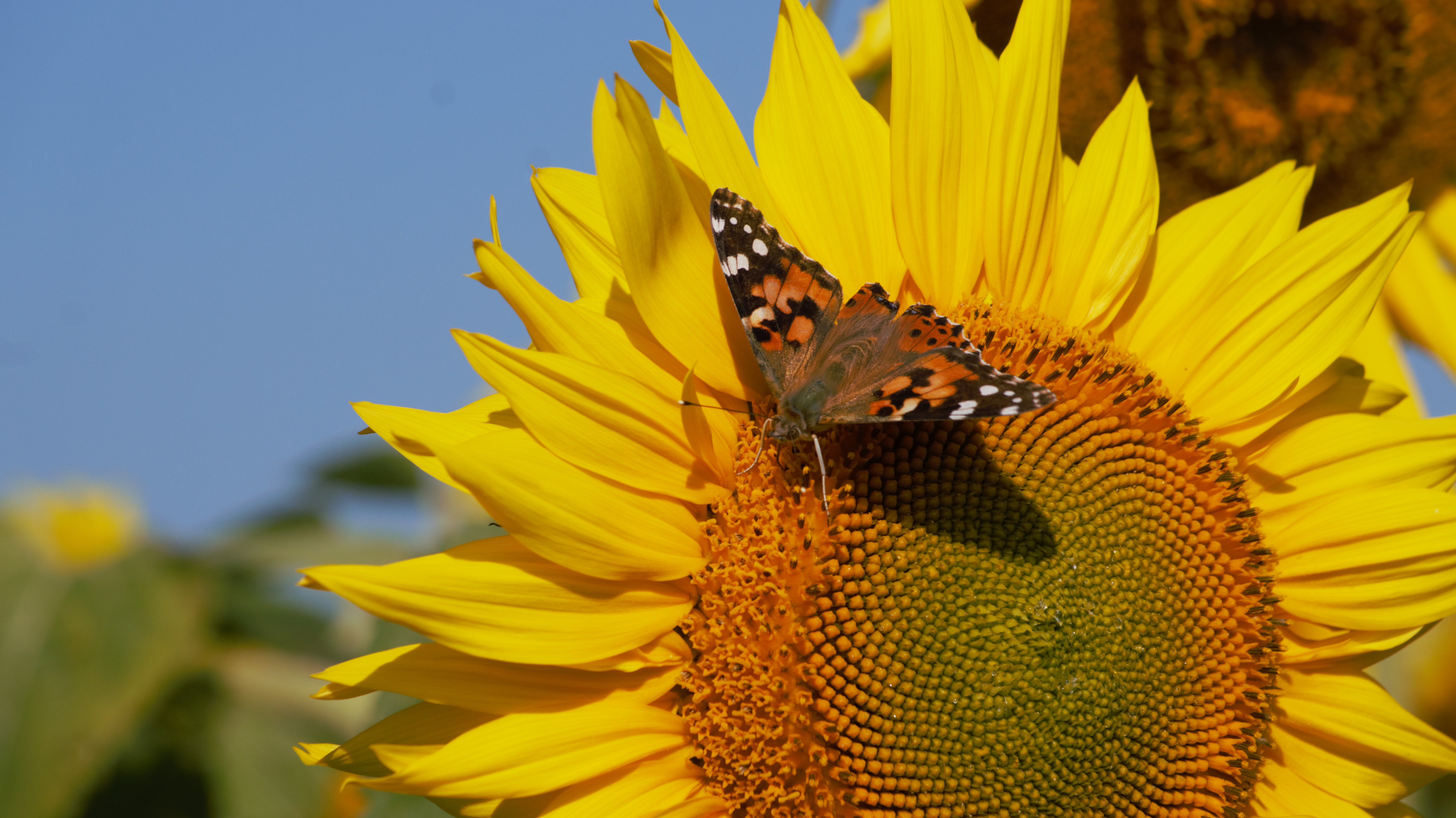 Butterfly Release in a field of Sunflowers - Dakeyne Farm