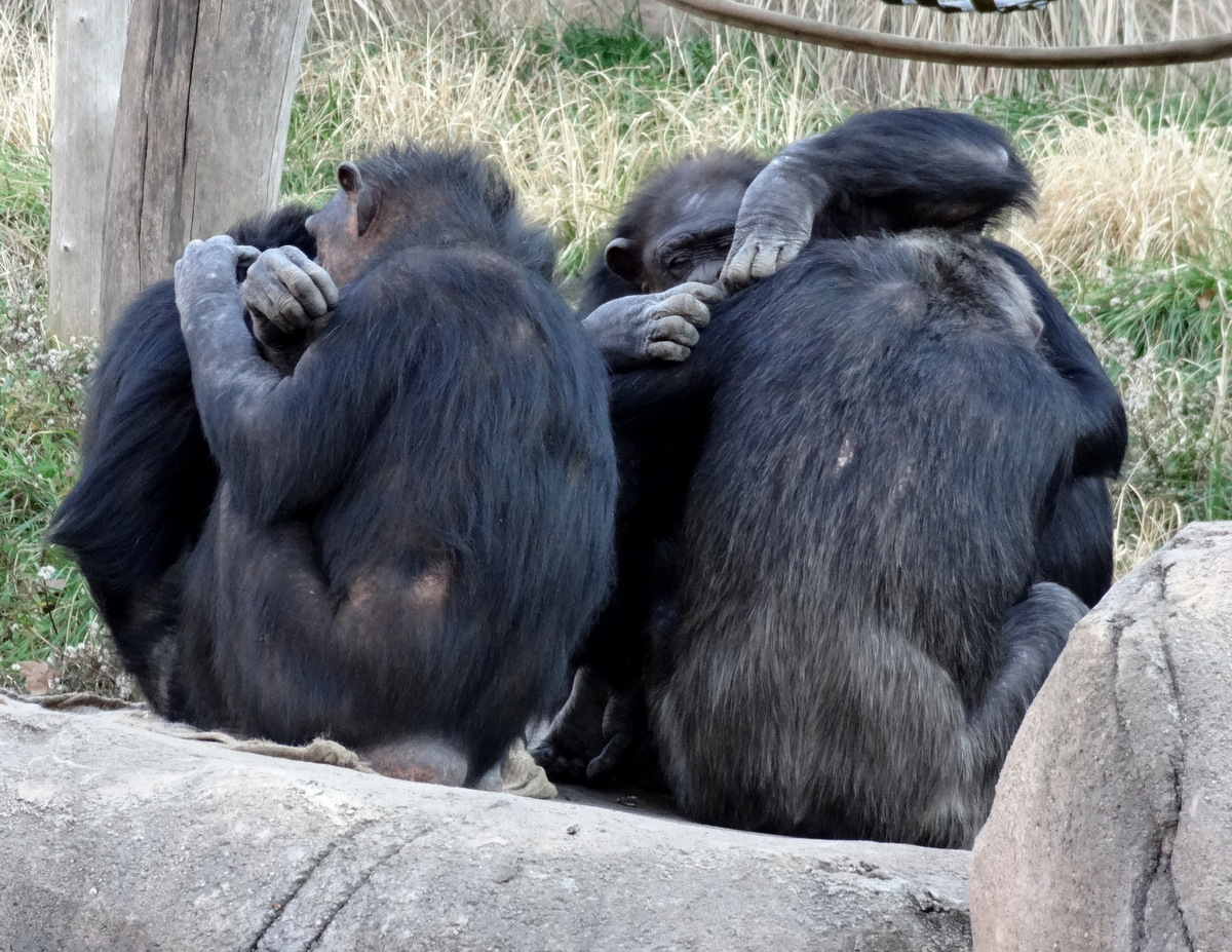 The importance of grooming in human animals and the other primates ...