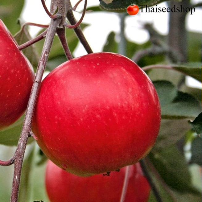 อันดับหนึ่ง 96+ ภาพพื้นหลัง เมล็ดแอปเปิ้ล ความละเอียด 2k, 4k