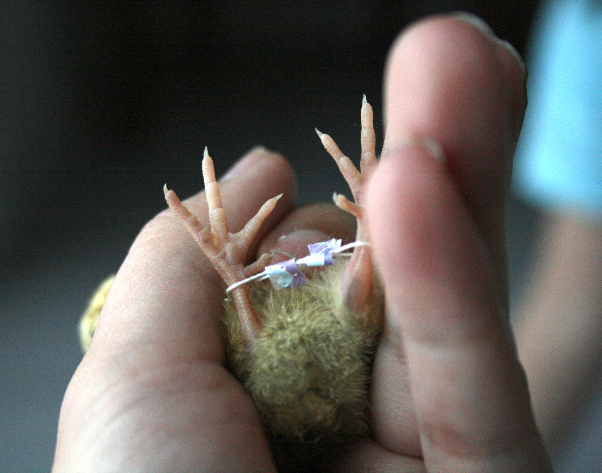 From Egg To Egg: Guide To Raising Coturnix Quail – Dear Juneberry…