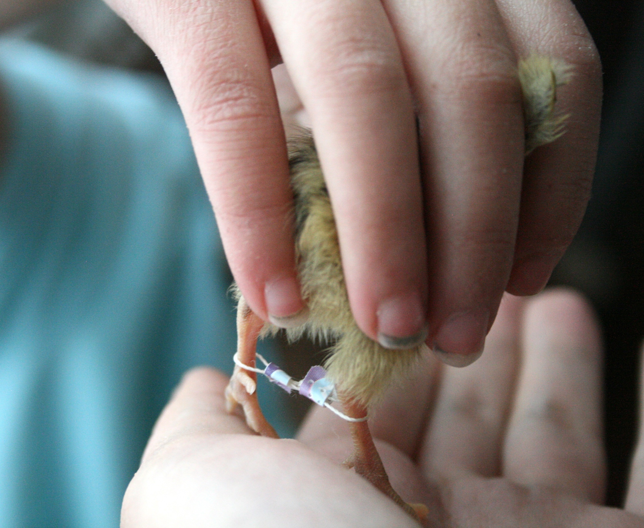 From Egg To Egg: Guide To Raising Coturnix Quail – Dear Juneberry…
