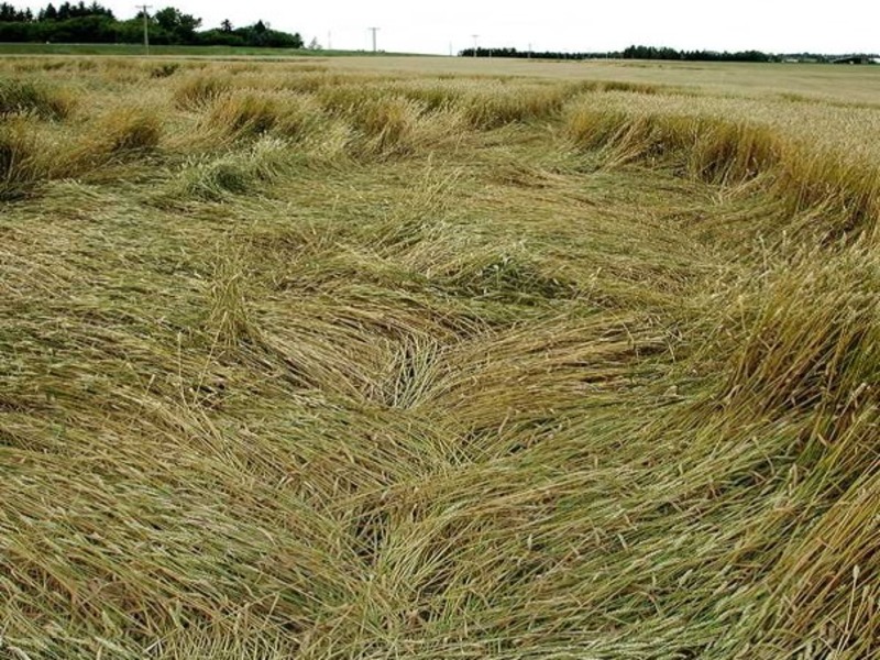 3 Best Practices to Minimize Lodged Crops | Decisive Farming by TELUS ...