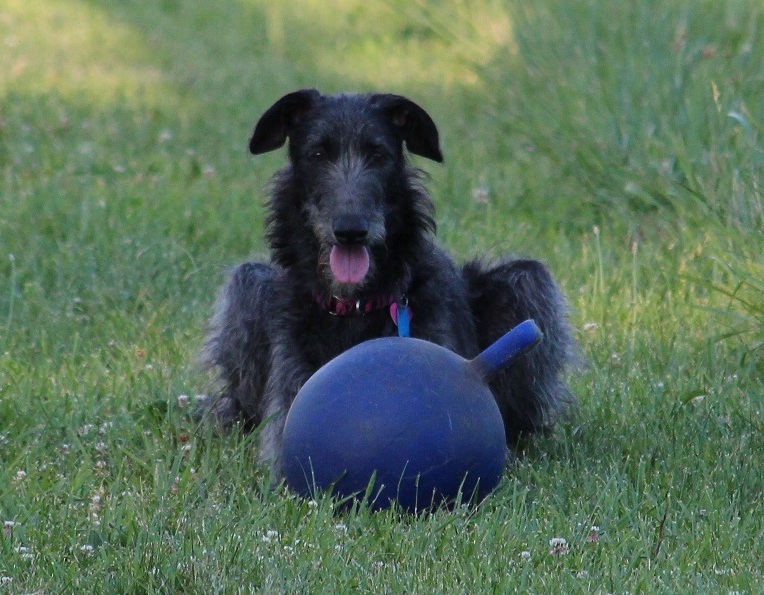 Breed Information – The Scottish Deerhound Club of America