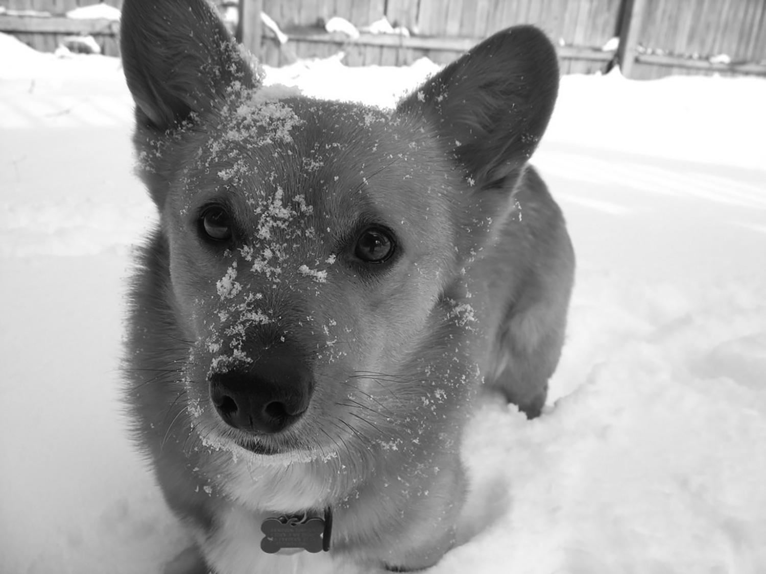 Happy Howlidays - The Deer Network