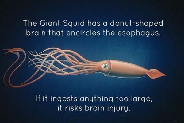 These animals have the most interesting and mysterious brains