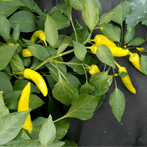 Sweet Peppers | Developing Roots Studio