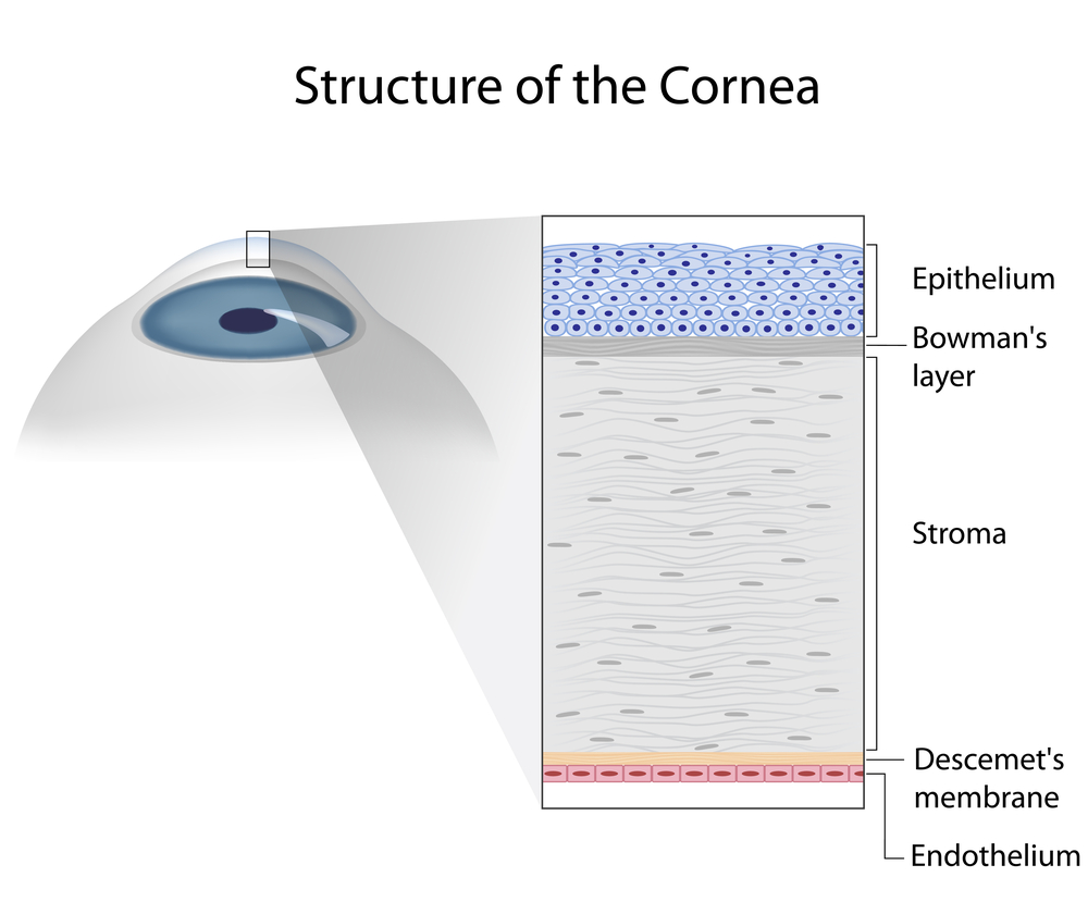cornea Archives - Discovery Eye Foundation