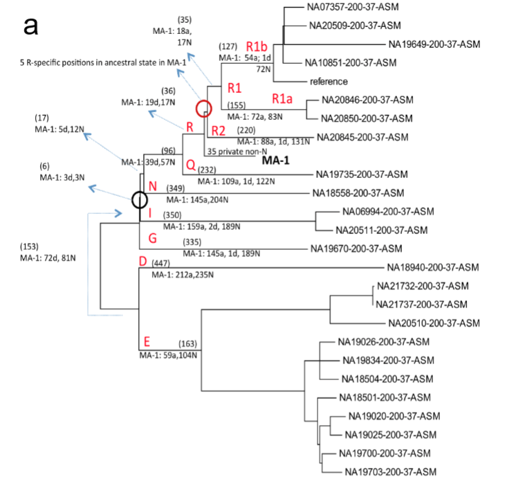 Native American Gene Flow – Europe?, Asia and the Americas ...