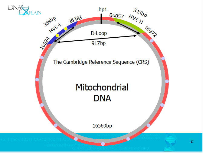 Mitochondrial DNA: Part 1 – Overview | DNAeXplained – Genetic Genealogy