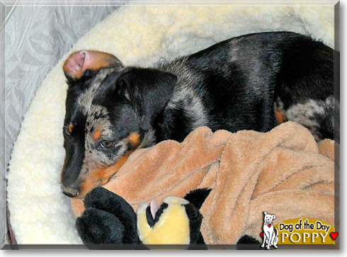 Blue Heeler Dachshund Mix Information Siwufuwal 5429