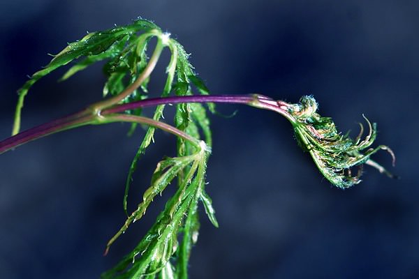 Doodlewash® ~ Free Reference Photos For Artists: Natural Wonders