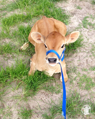Halter breaking an adult cow (and calf) ~ Down A Cow Trail