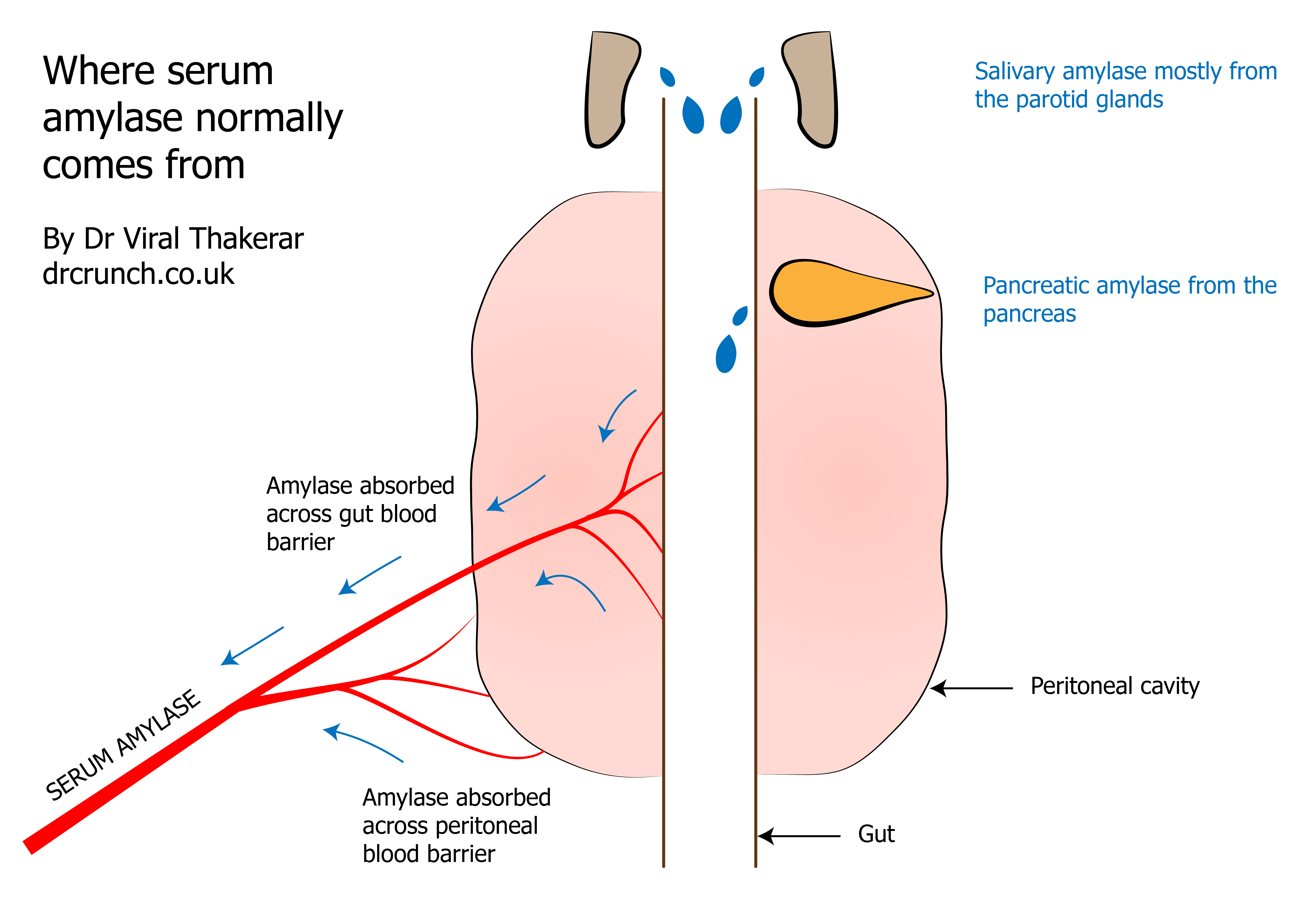 Pitfalls of using amylase to confirm pancreatitis – Dr Crunch Blog
