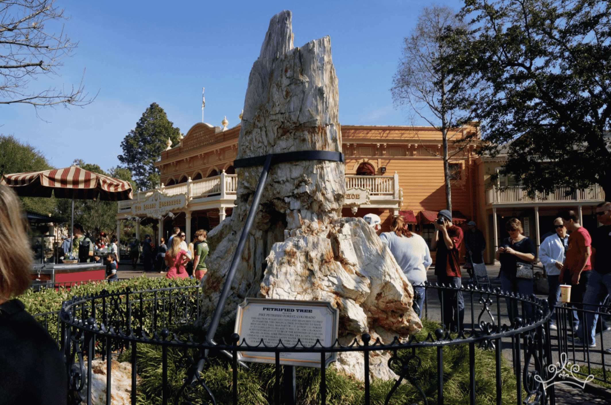 Petrified Tree - Duchess of Disneyland