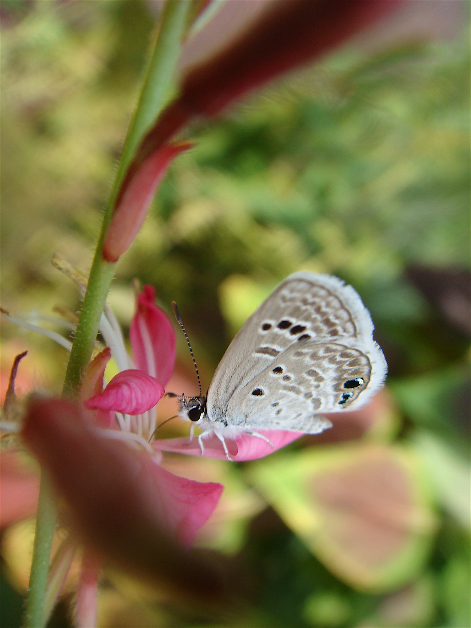 “Ghost in the Machine” | East-Side-Patch