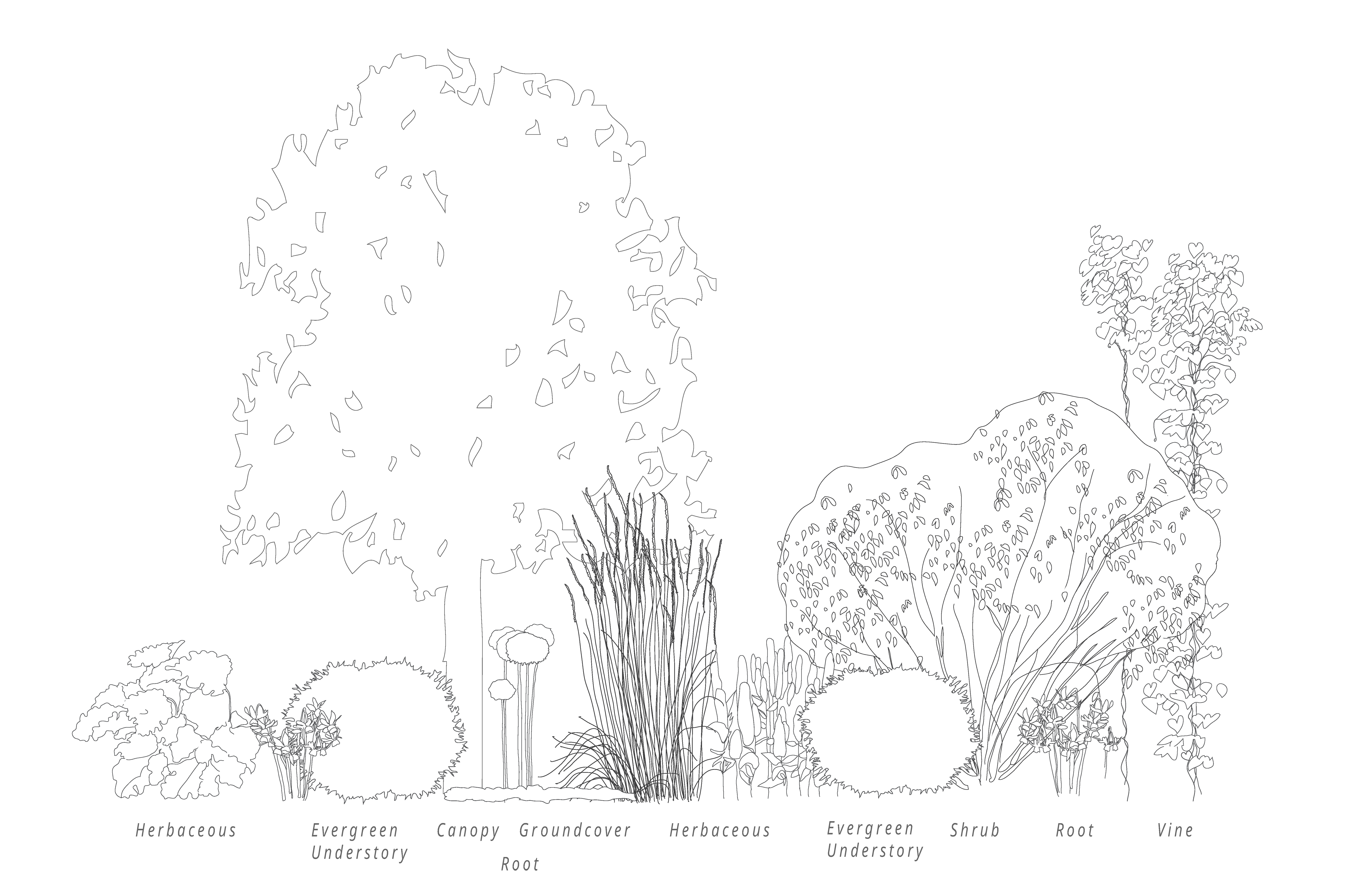 Layer and Function Diagrammed | Flora Verdura | A resource for ...