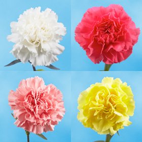 Bulk Color Carnations | 400 Assorted Color Carnations Standard ...