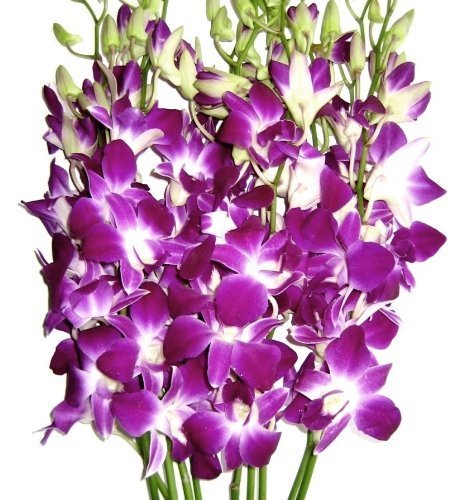 Fresh Flowers - 20 Premium Purple Dendrobium Orchids with Vase ...