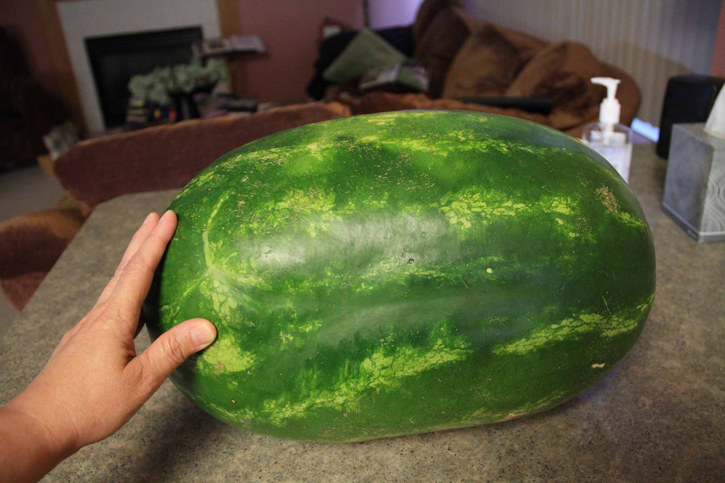 watermelon | Edgestitch