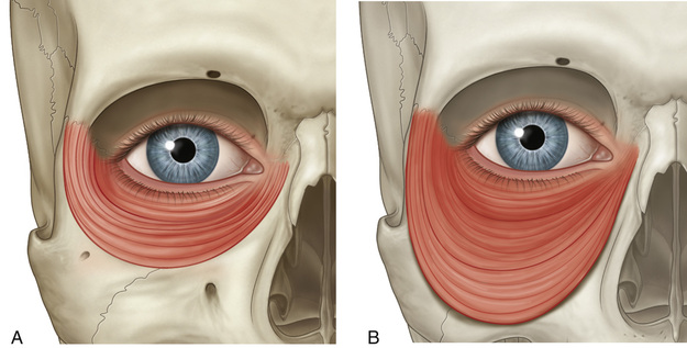 The Aging Face | Ento Key