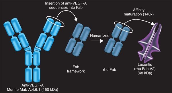 Lucentis (Ranibizumab) | Ento Key