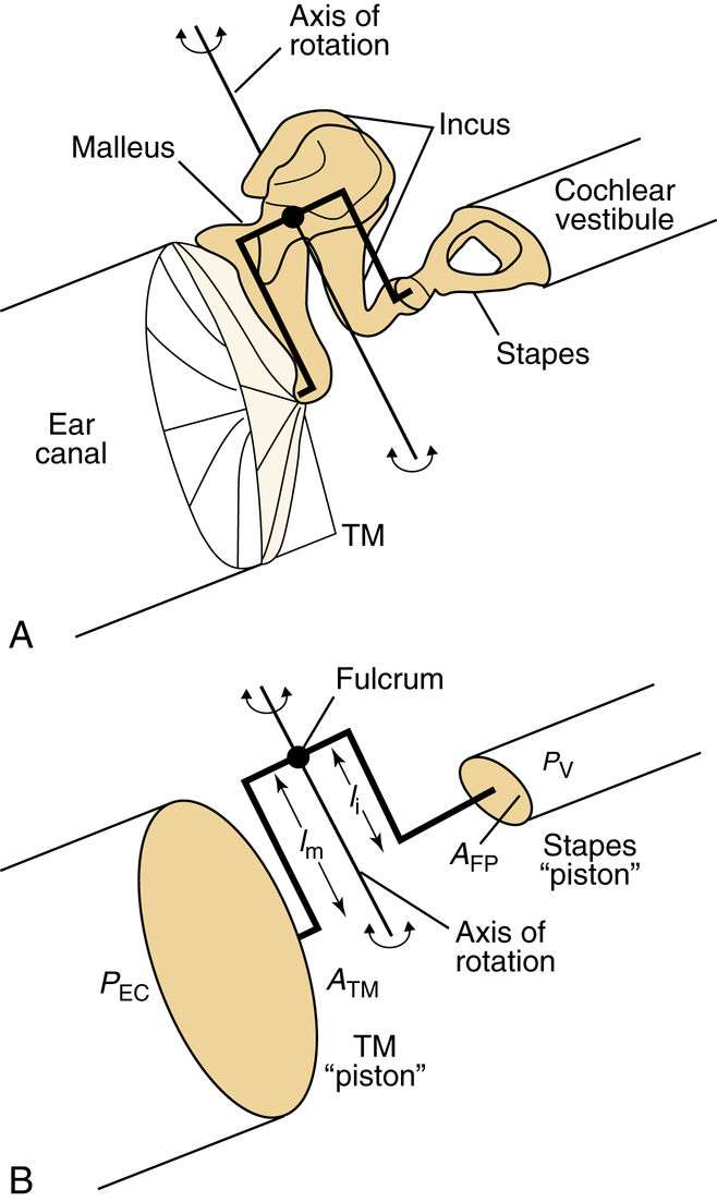 Diagram Of The Mammalian Inner Ear A And A Crosssection