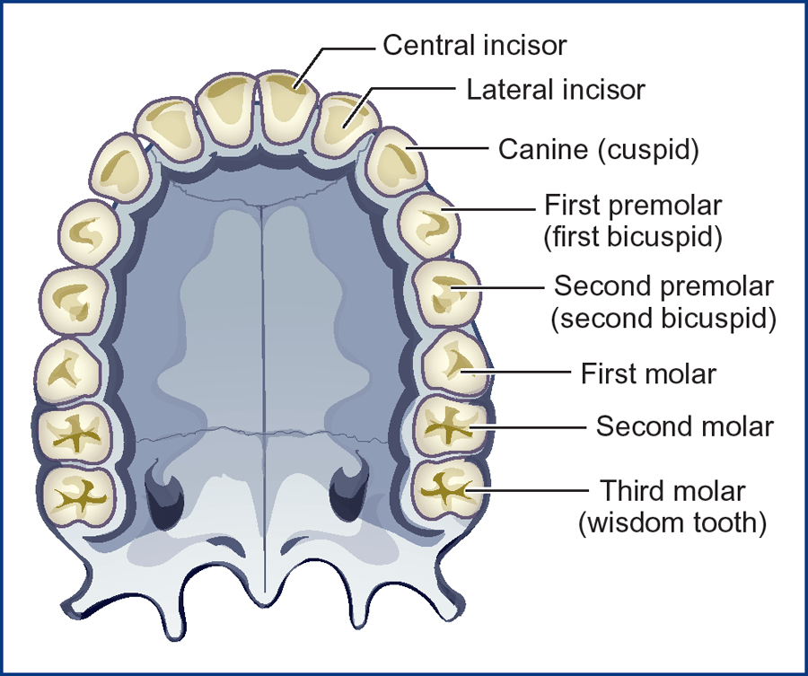 Pharyngeal-Oral Function and Speech Production | Ento Key