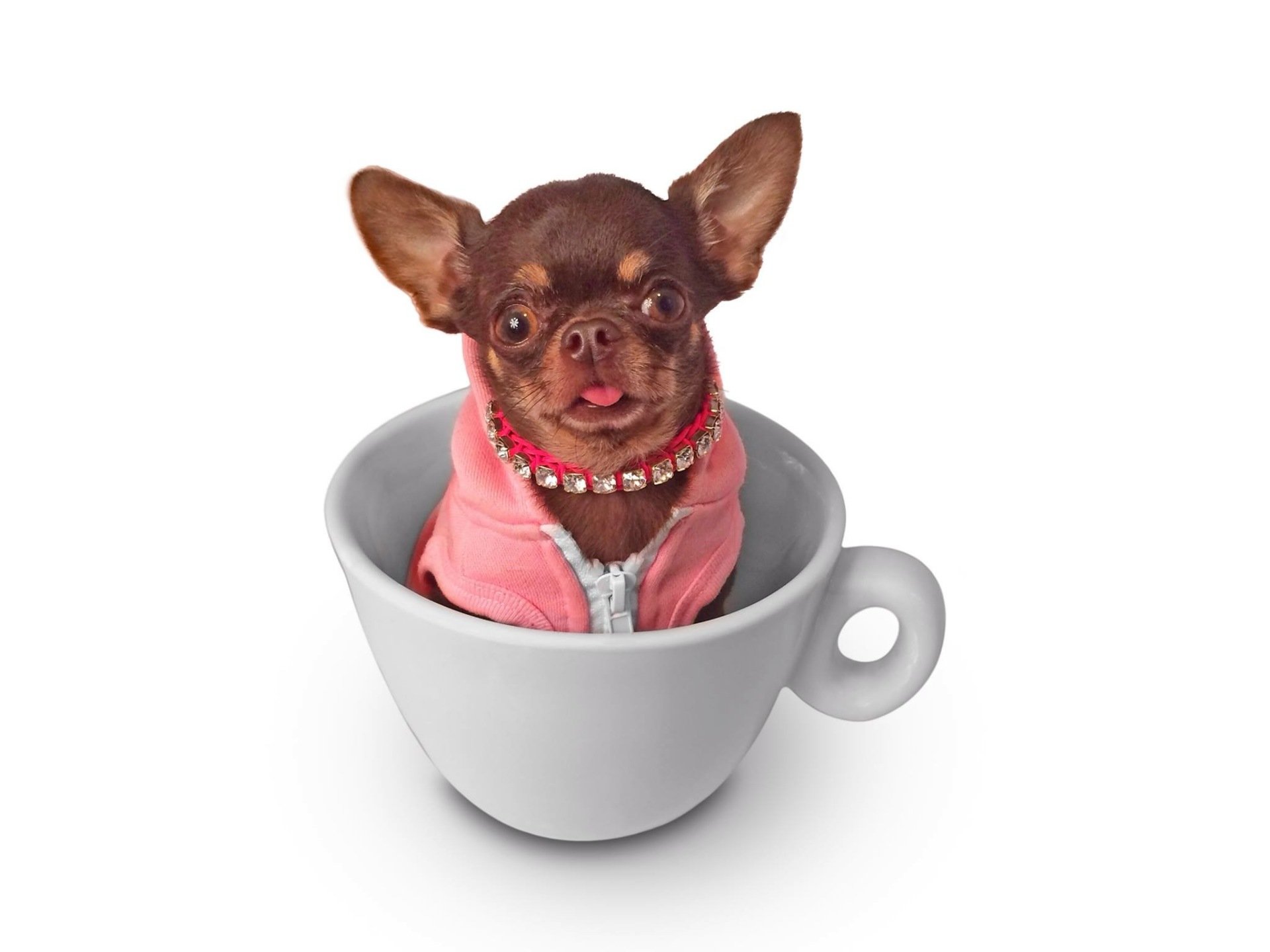 Miracle Milly: 49krát naklonovaný psí zázrak – Epochaplus.cz