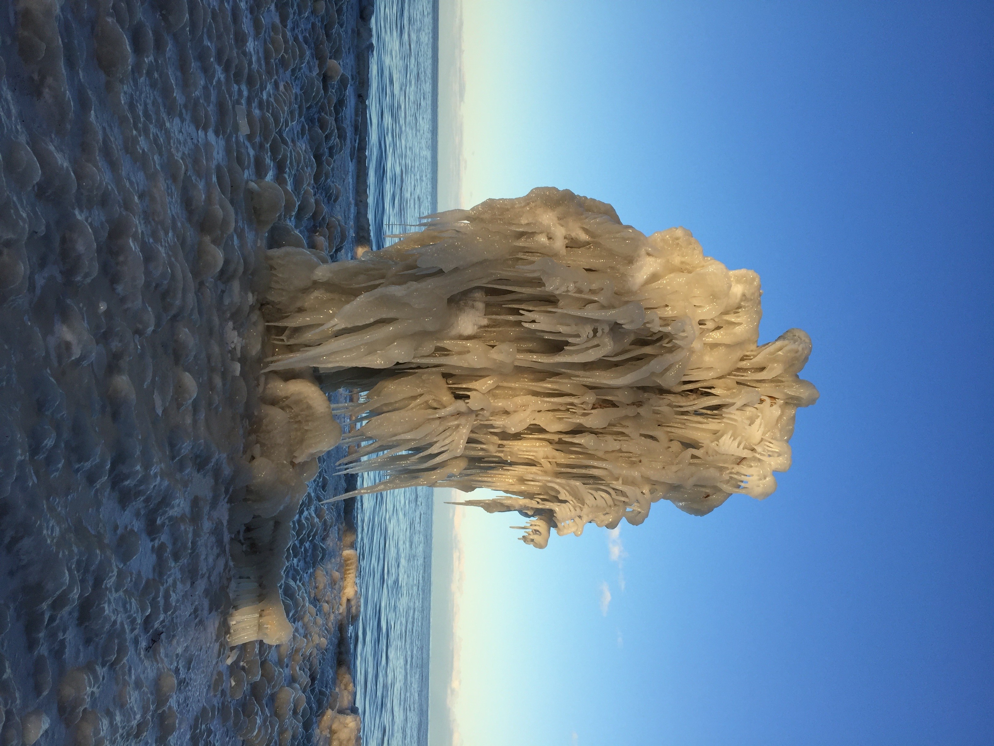 Iced tree | ERIC POSNER