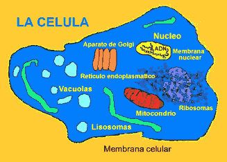 Organización Subcelular | Eternitaristas