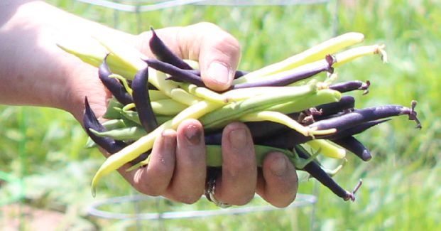 Slow to Harvest - Ever Growing Farm | Ever Growing Farm