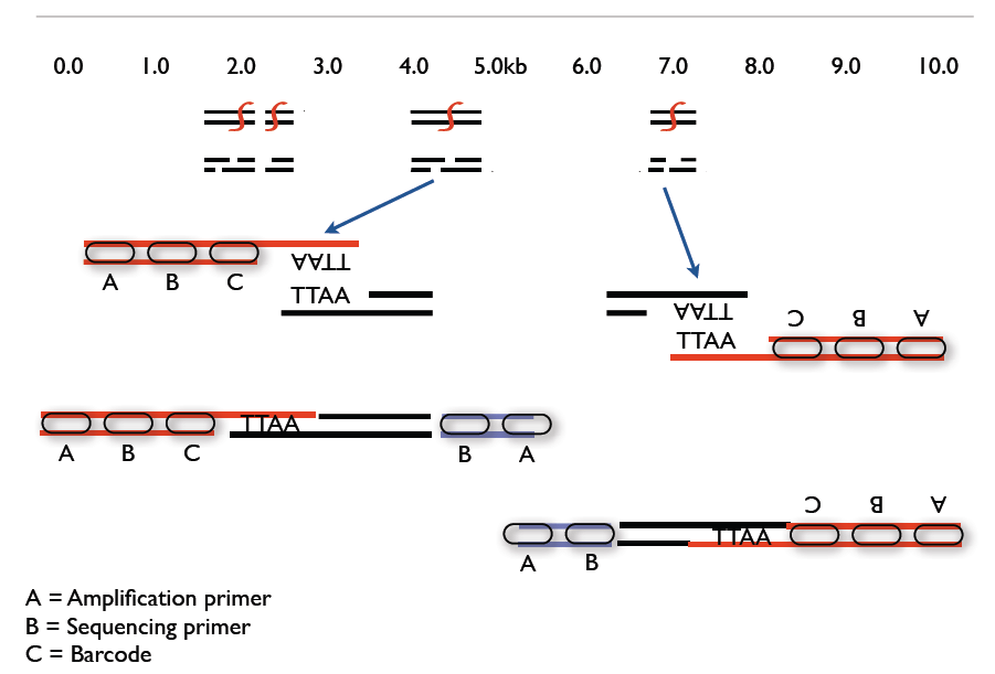 Sequencing is RAD… – Evolution and Genomics