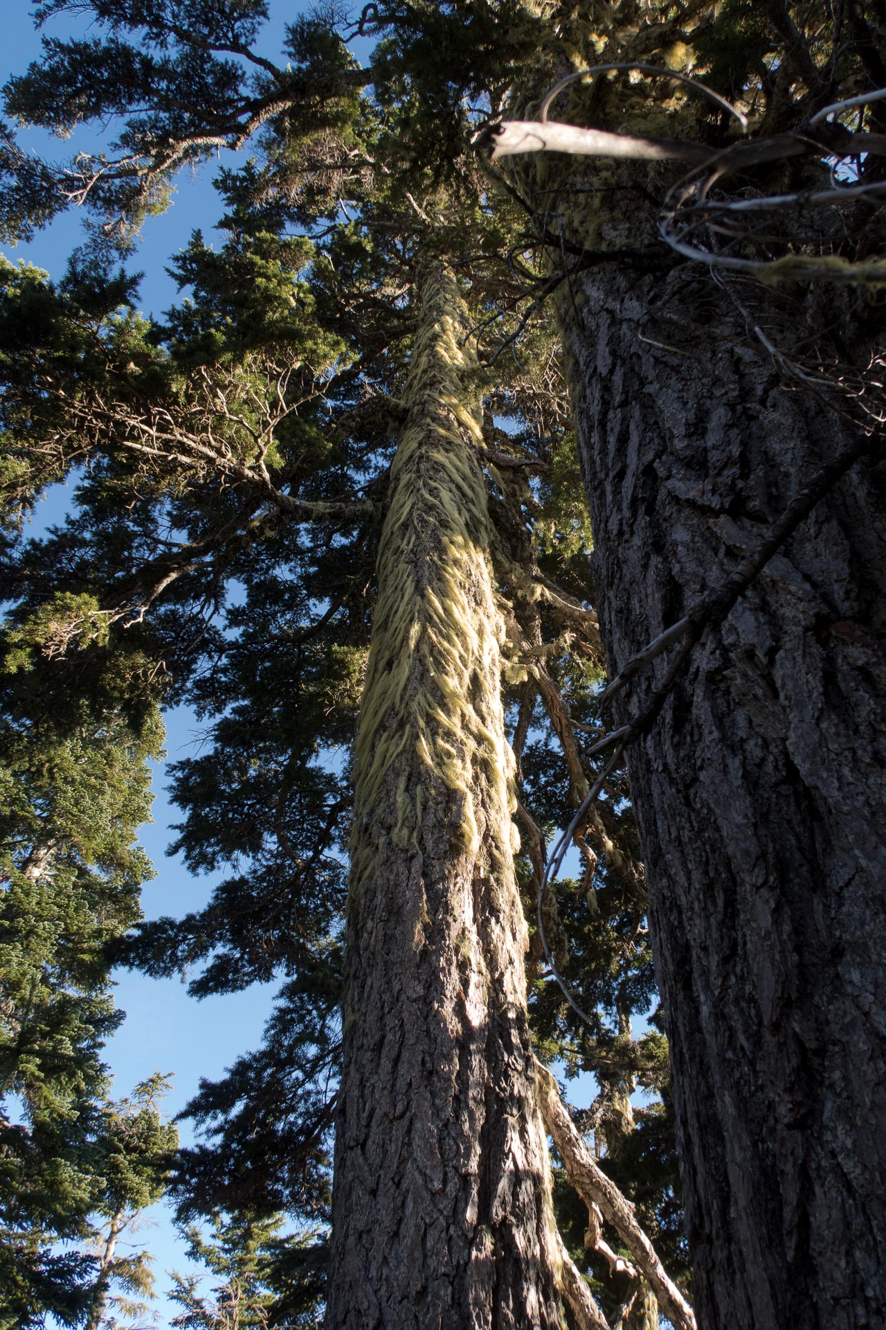 Mount Roberts - Explorington