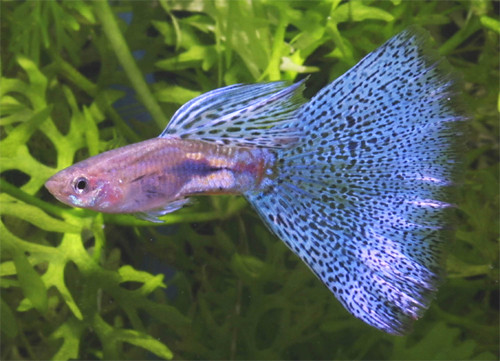 Grass Strain | Guppies Onli