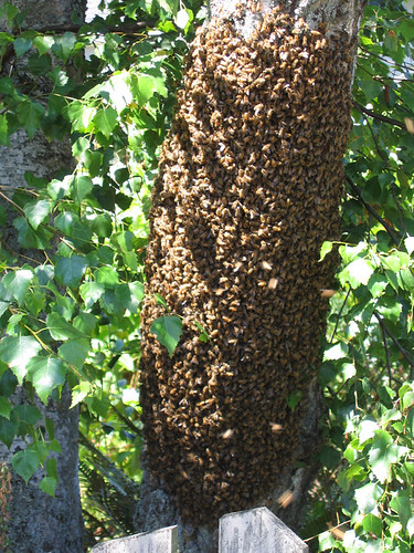 photo essaim abeilles | Apiculture: le blog d'un apiculteur français