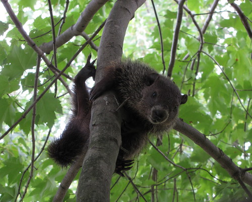 *More* Groundhogs in Trees | TGAW
