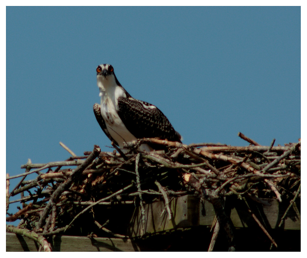 An Osprey at the Nest | theindigorock