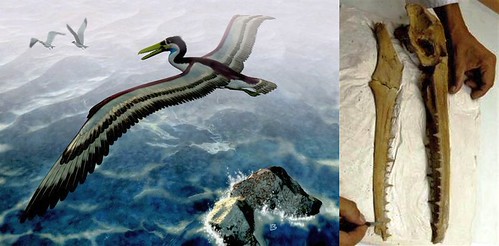Will the veil of the pelagornithids be pierced? | mAnasa-taraMgiNI
