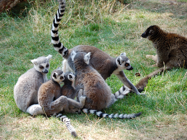Ring Tailed Lemur Family | Alastair Montgomery Photography